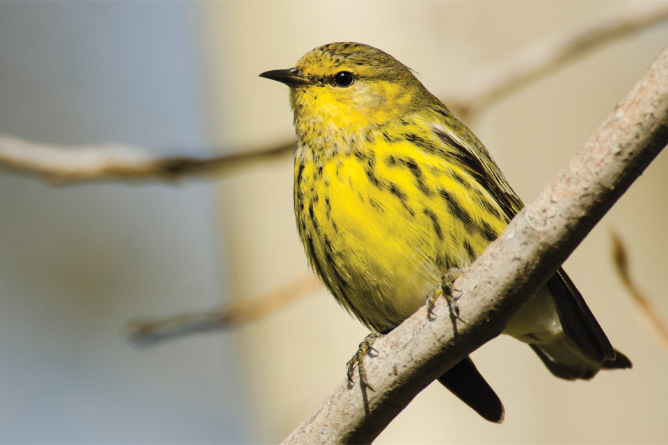 8 Great Ohio Birding Spots