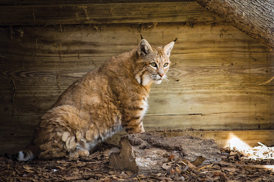 How Ohio’s Back to the Wild Refuge Saves Animals