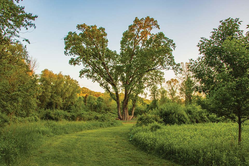 The Signal Tree, Akron