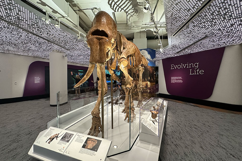 Why You’ll Love the Reimagined Cleveland Museum of Natural History